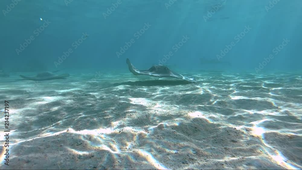 snorkeling in a lagoon with fish ray, French Polynesia Stock ビデオ ...