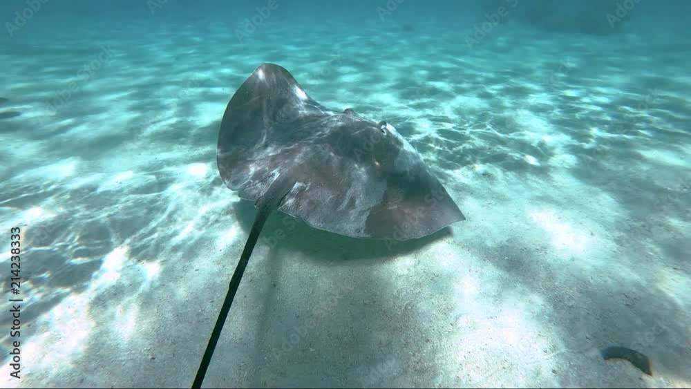snorkeling in a lagoon with fish ray, French Polynesia Stock Video ...