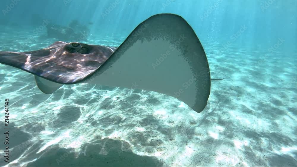 snorkeling in a lagoon with fish ray, French Polynesia Stock Video ...
