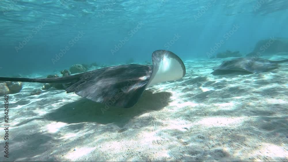 snorkeling in a lagoon with fish ray, French Polynesia Stock Video ...