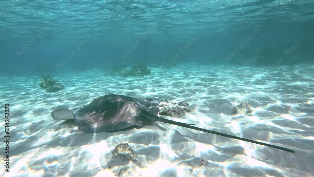 snorkeling in a lagoon with fish ray, French Polynesia Stock ビデオ ...