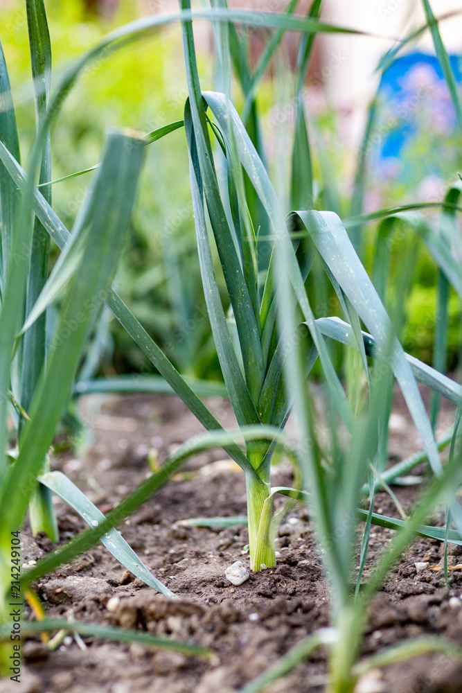 Lauch in Garten Stock Photo | Adobe Stock