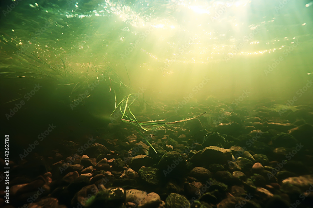 underwater freshwater green landscape / underwater landscape of the ...