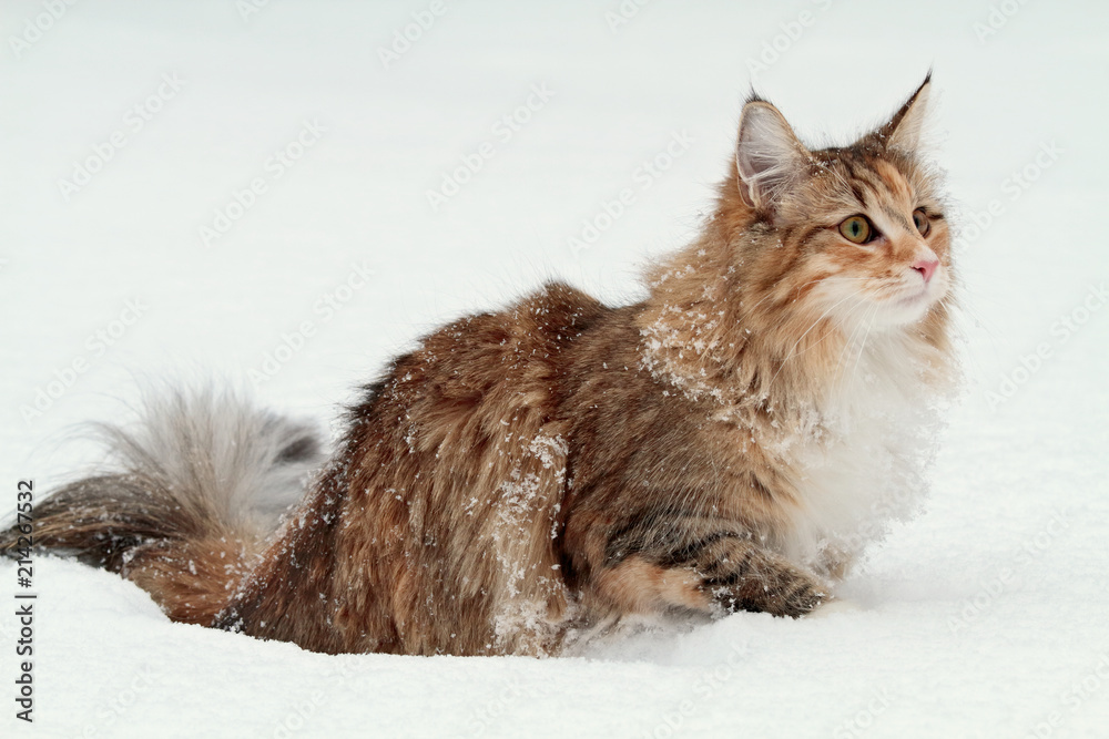 Cat Standing Up Snow