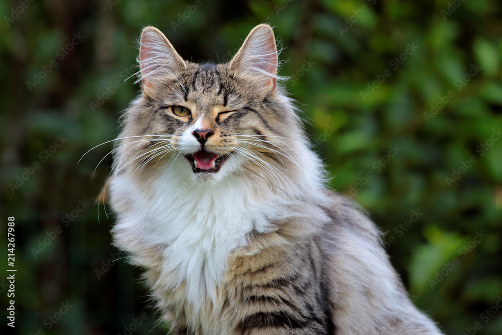 Young norwegian forest cat male winking his eye Stock Photo | Adobe Stock