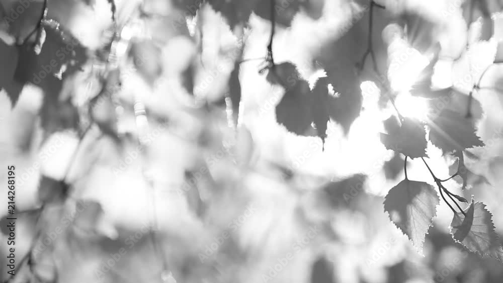 Black and white video of beautiful spring nature in morning soft light ...