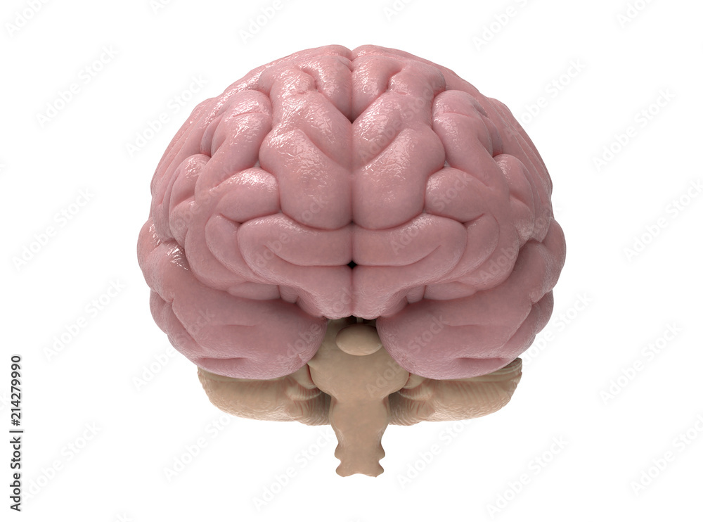 3D realistic brain illustration isolated on white BG Stock Illustration ...