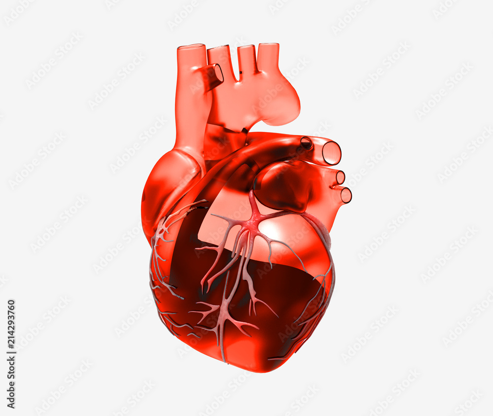 3D transparent human heart with blood and vein Stock Illustration ...