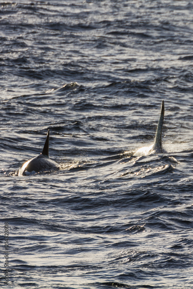 Orcas pilot whales taken at the atlantic near andenes lofoten Stock ...