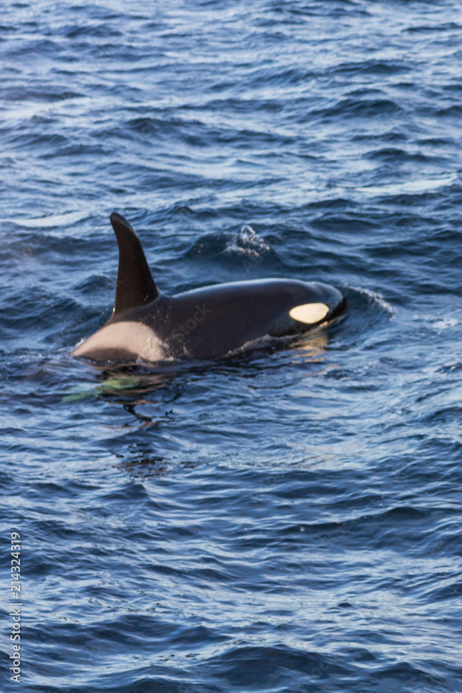 Orcas pilot whales taken at the atlantic near andenes lofoten Stock ...