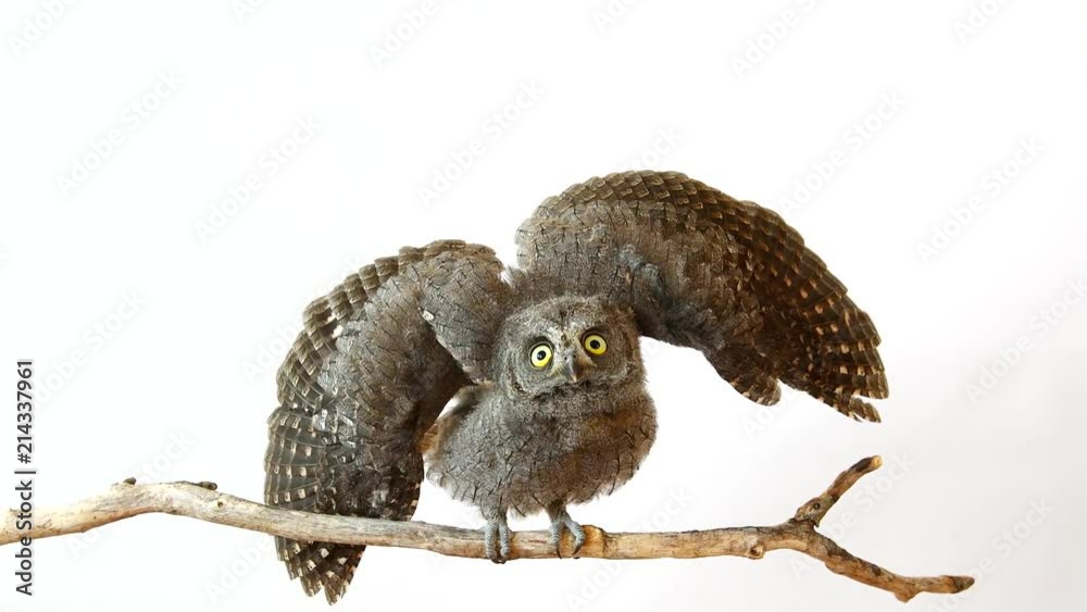European scops owl (Otus scops) sits on a stick on a white background ...