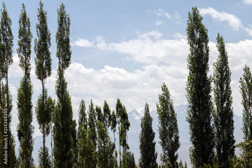 Beautiful green poplar and apple tree in summer with mountain ...