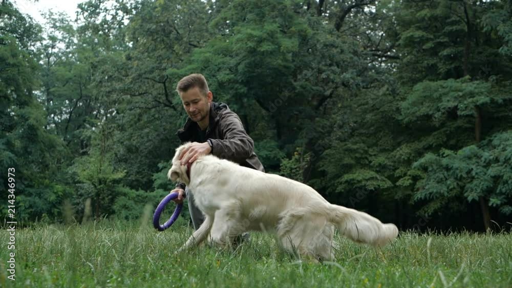 4k Slow motion. Dog training. A man is teaching and training a Golden ...