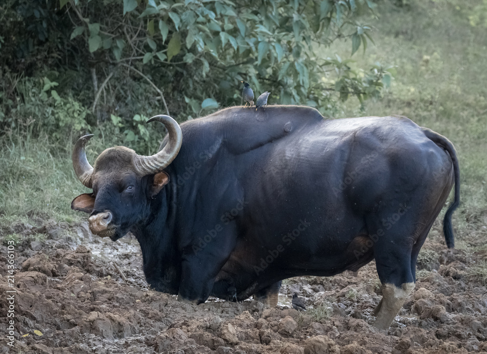 Wild large Indian Bison, Gaur Stock Photo | Adobe Stock