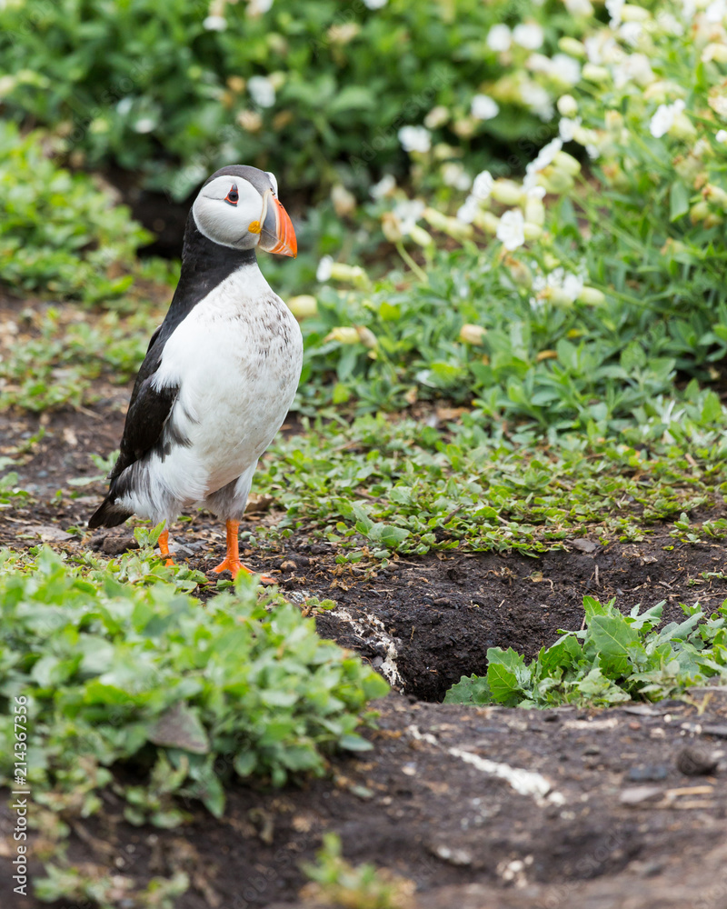 Puffin, sea bird, at burrow, at nesting site on the Farne Islands ...