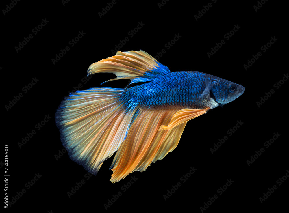 Freshwater Moon Fish