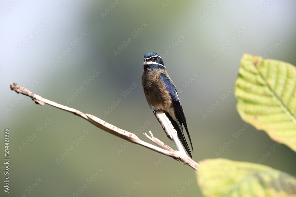 Whiskered treeswift (Hemiprocne comata) in Borneo, Malaysia Stock Photo ...