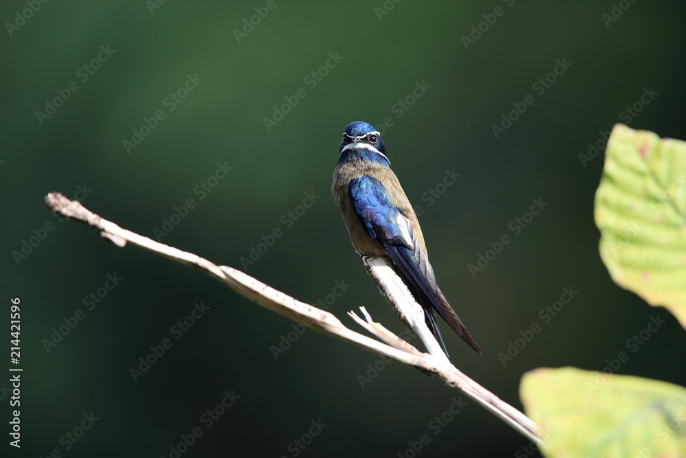 Whiskered treeswift (Hemiprocne comata) in Borneo, Malaysia Stock Photo ...