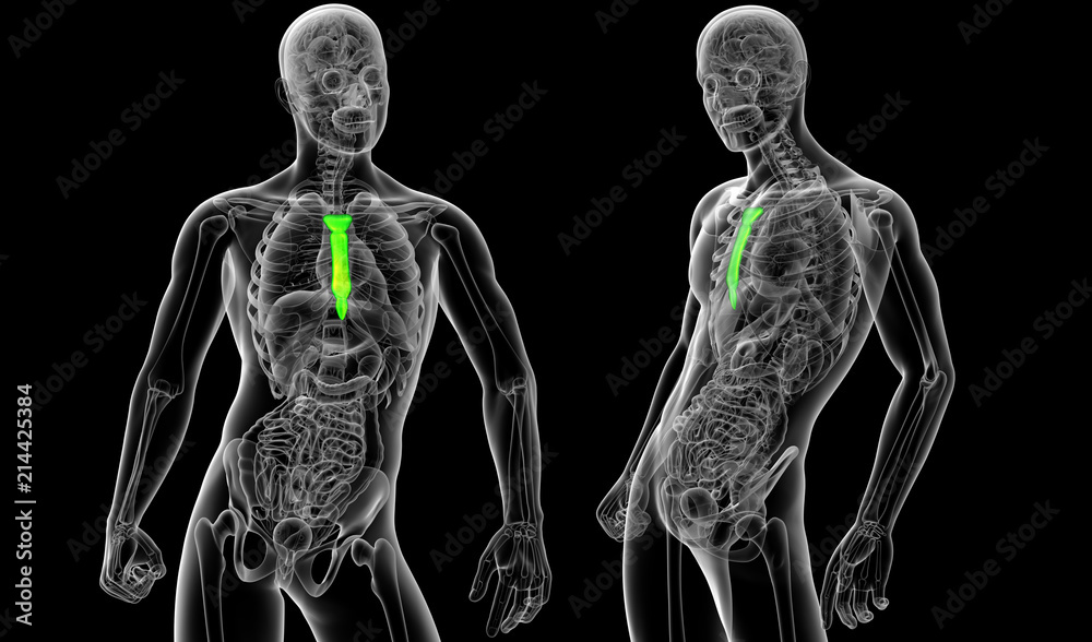 Poster 3d rendering medical illustration of the sternum bone – Wall Art ...