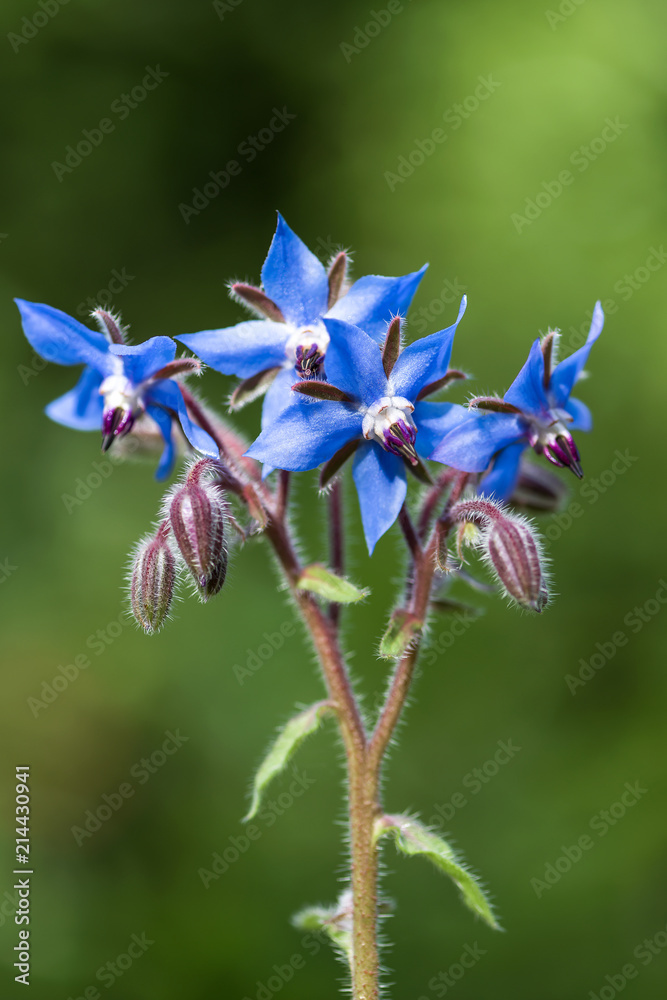 Blue borage flowers in the garden (Borago officinalis). Concept of ...