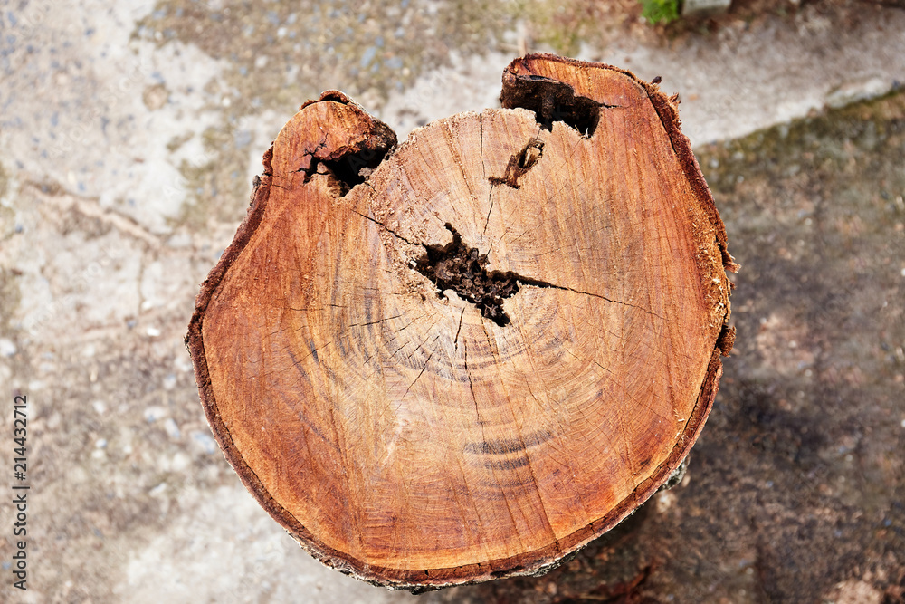 Cut, Stump of red hardwood tree showing the annual rings on texture ...