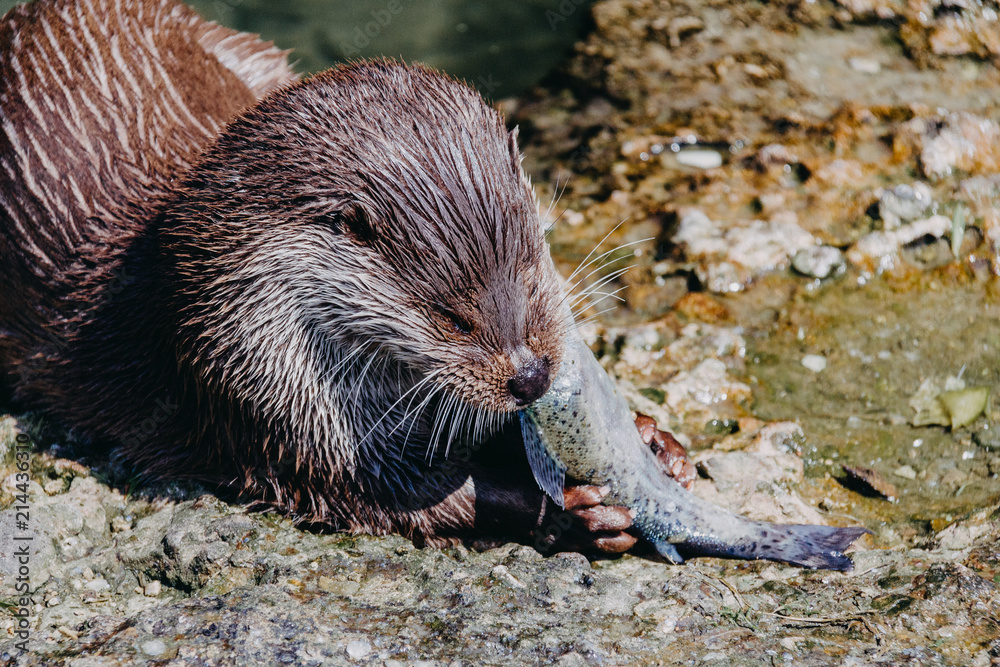 Fischotter isst Fisch Stock Photo | Adobe Stock