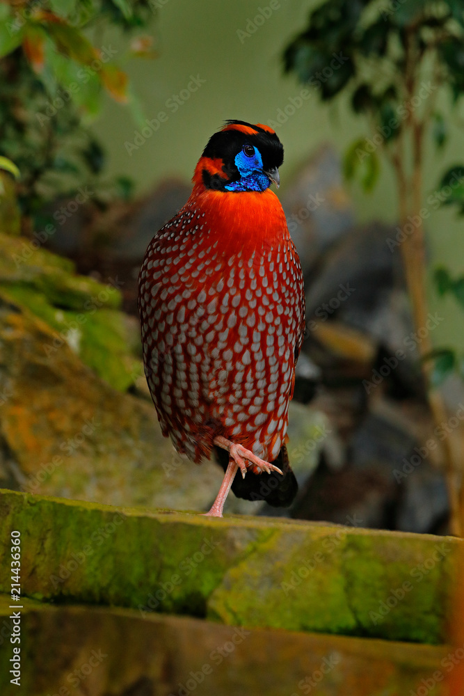 Temminck's Tragopan, Tragopan temminckii, displeing of rare pheasant in ...