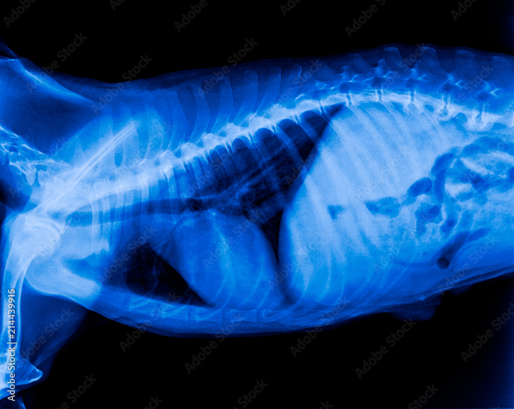 X-ray film of dog lateral view closed up in thorax standard and abdomen ...