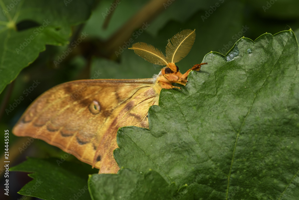Japanese Oak Silkmoth - Antheraea yamamai, large yellow and orange moth from East Asian ...