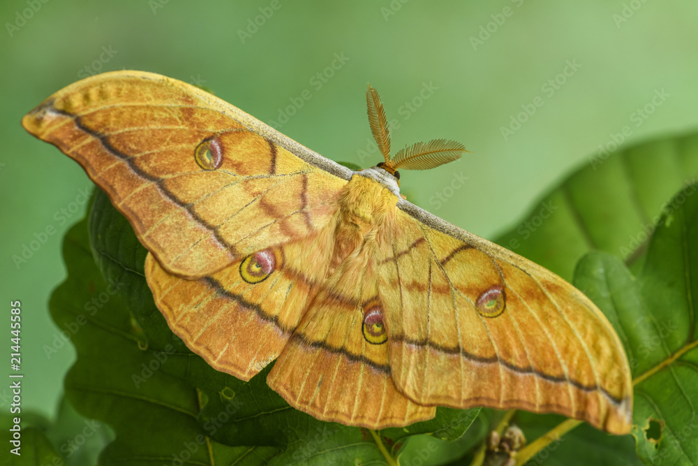 Japanese Oak Silkmoth - Antheraea yamamai, large yellow and orange moth ...