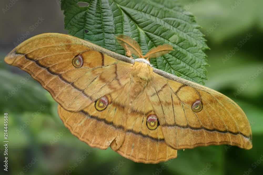 Japanese Oak Silkmoth - Antheraea yamamai, large yellow and orange moth ...