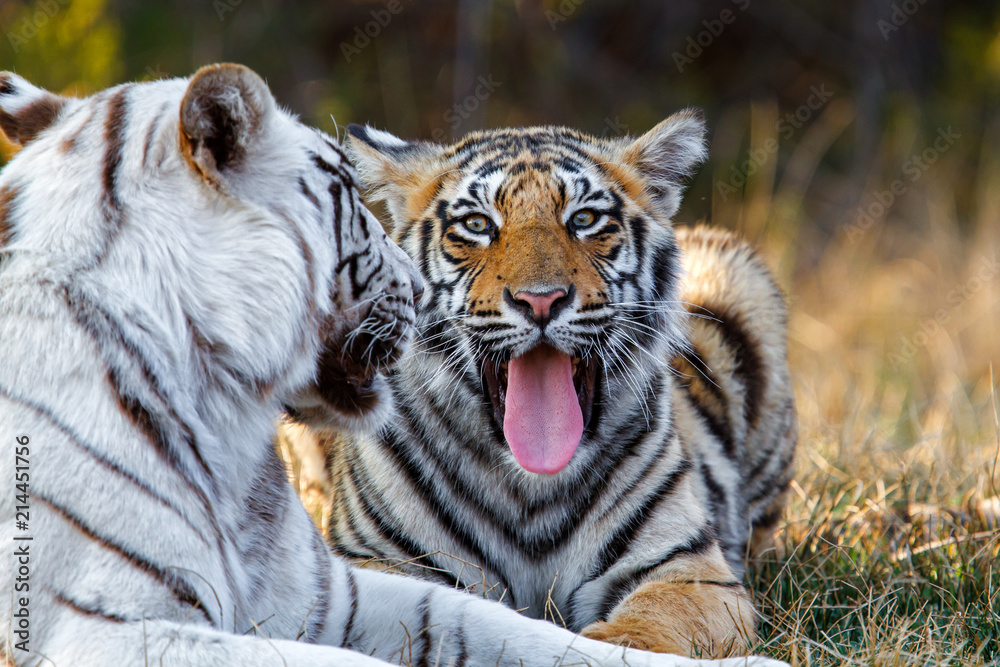 Tiger Cub Yawning