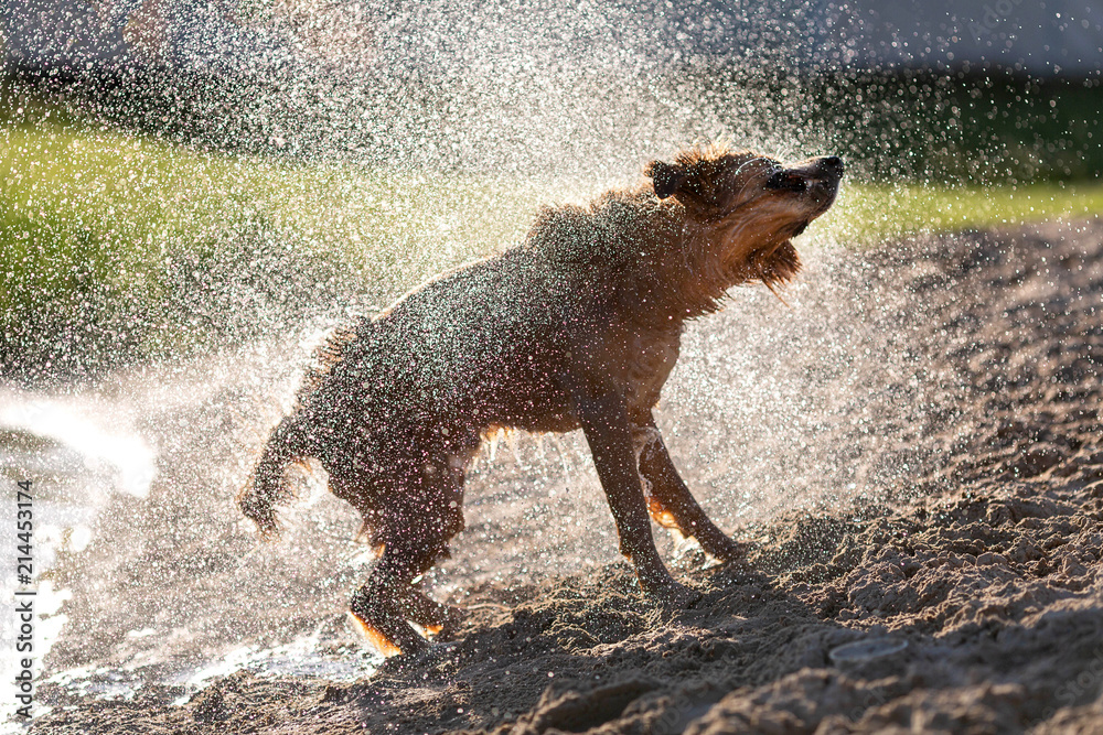 Wet dog shaking off after swimming Stock Photo | Adobe Stock