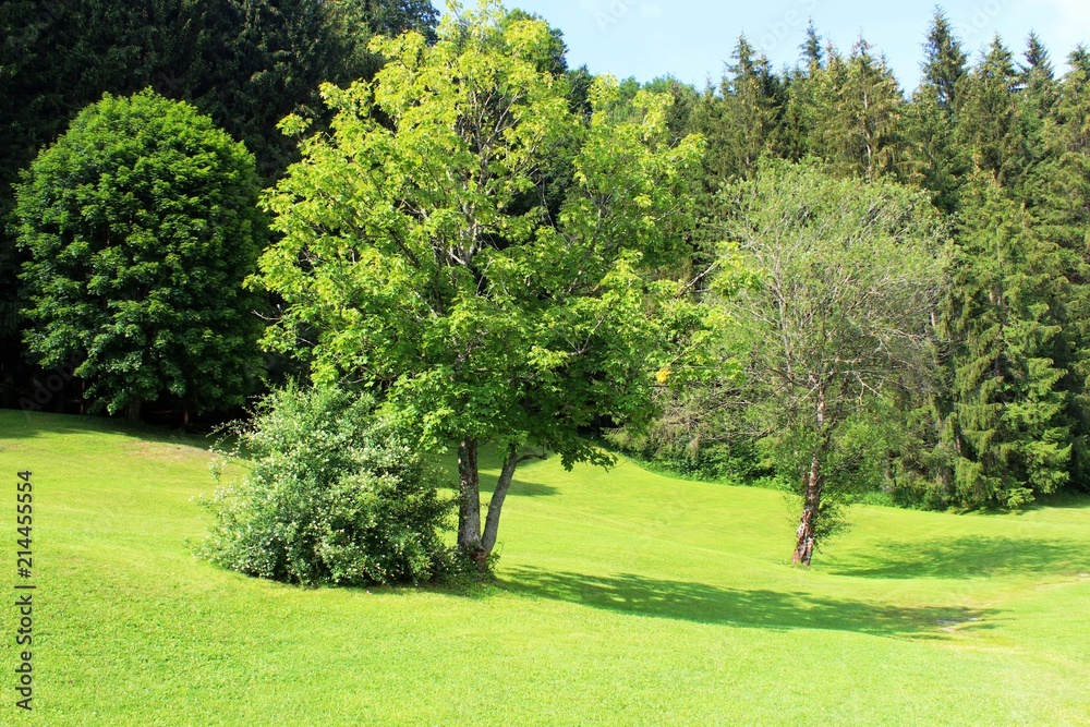 Liegewiese am Badeweiher mit Baumbestand, Allgäu, Bayern Stock Photo ...