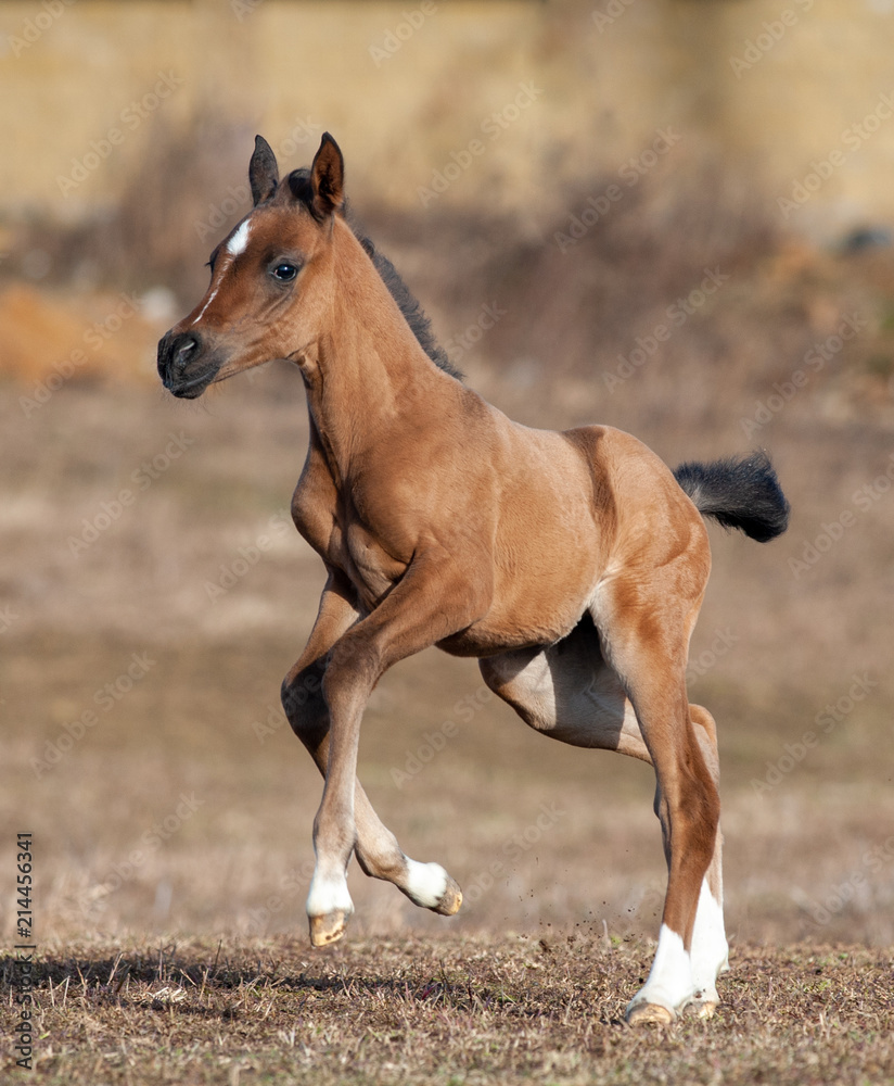 Cute Foals Running
