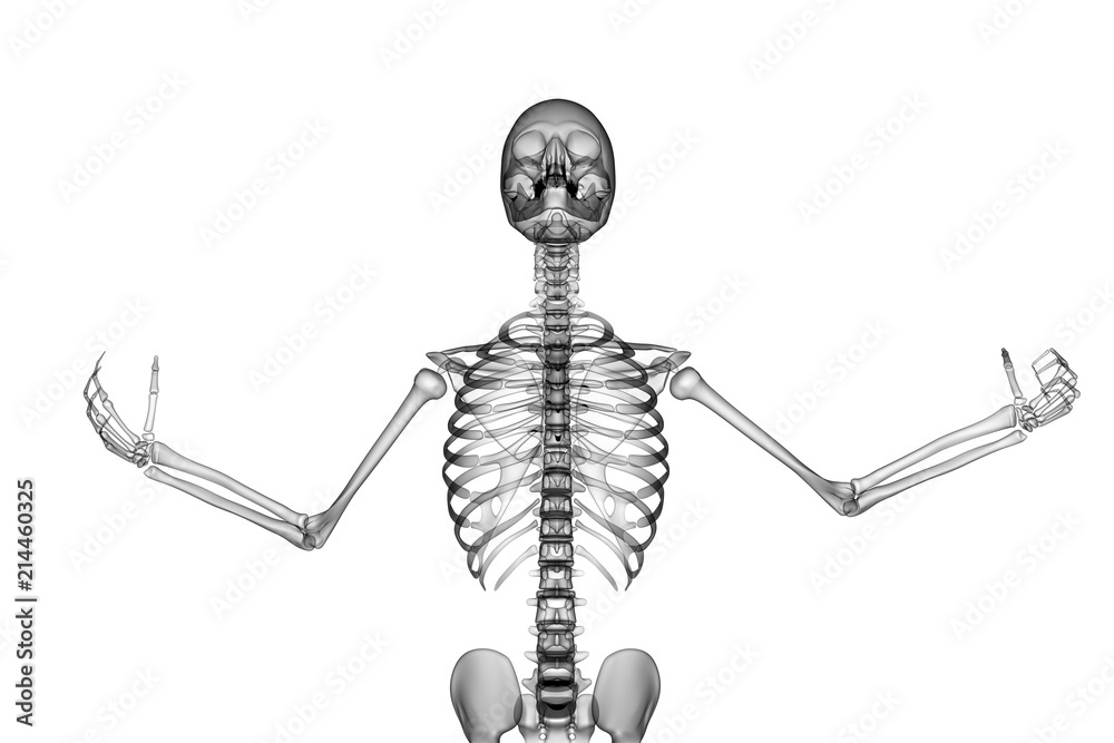 X RAY Skeleton 3D Render Stock Illustration | Adobe Stock