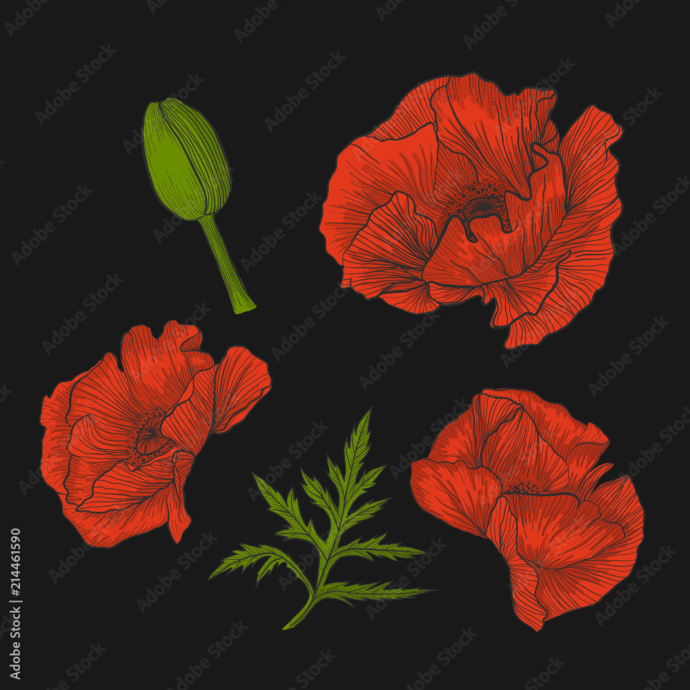 Hand drawn poppies vector. Bright colored poppies - buds and lea Stock ...