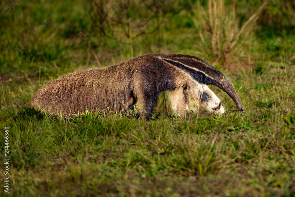 Running Giant Anteater, Myrmecophaga tridactyla, animal with long tail ...