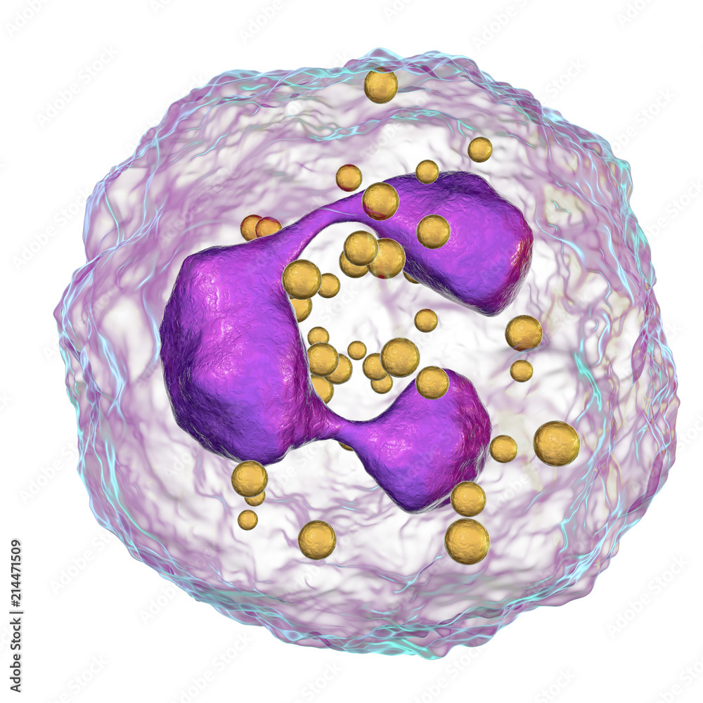 Neutrophil, a white blood cell, 3D illustration. The most abundant type ...