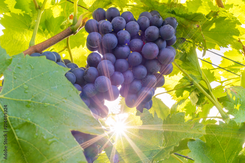 Rote Weintrauben am Rebstock im Herbst Stock Photo | Adobe Stock