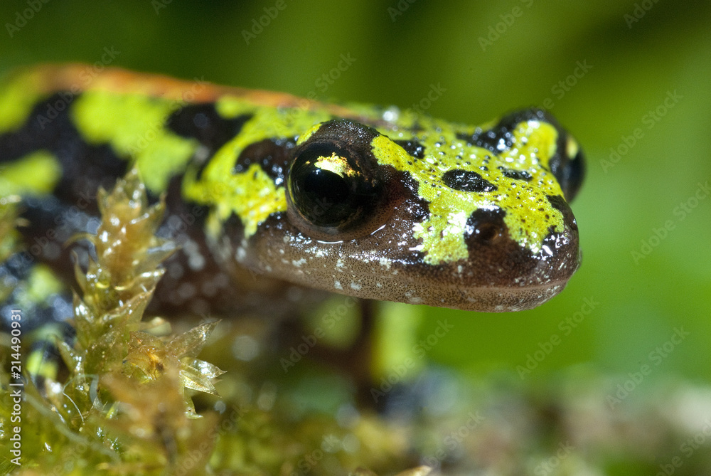 Triturus Marmoratus