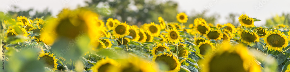 Long banner of sunflowers field. Sunflower plants long image. Stock ...