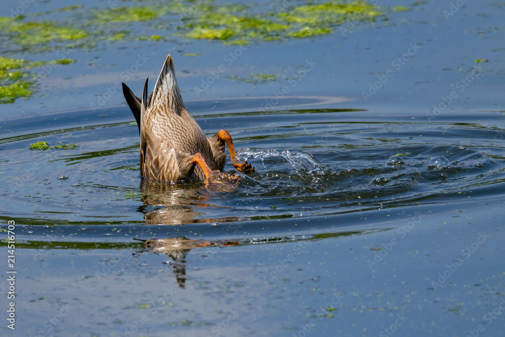 Female mallard duck (Anas platyrhynchos), head under water feeding with ...