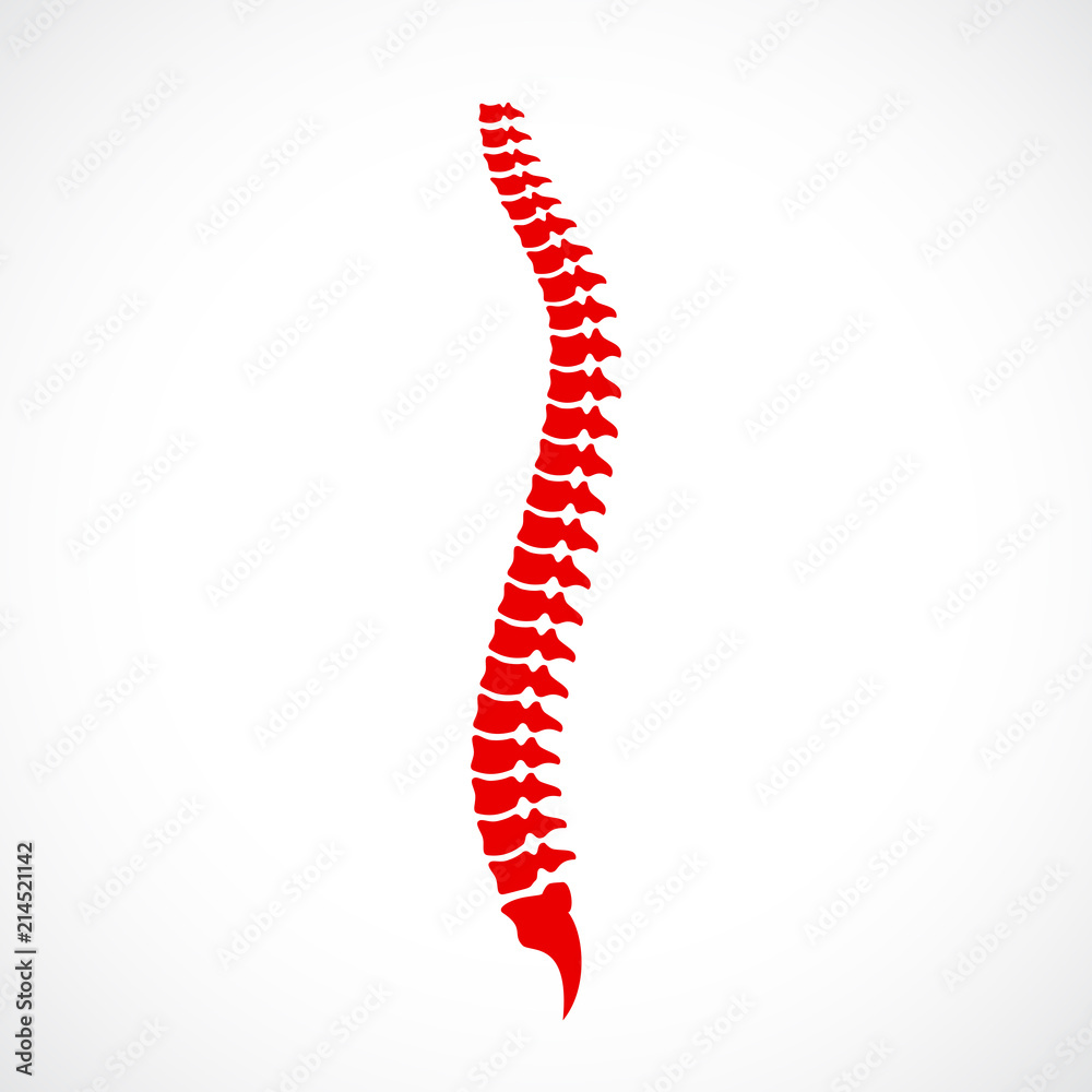 Spinal cord vector icon Stock Vector | Adobe Stock