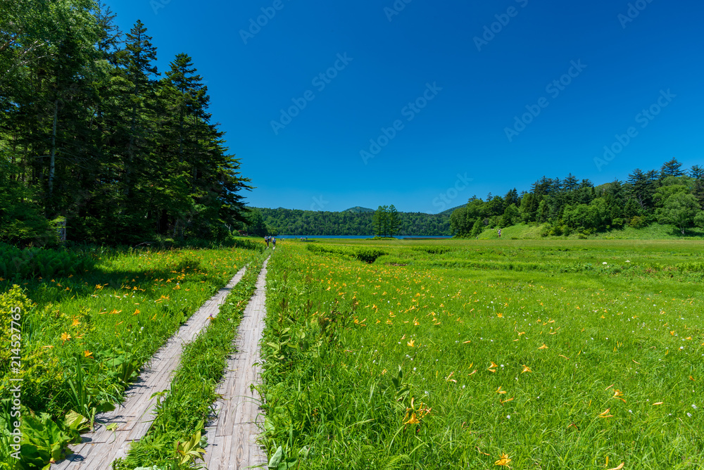 Daylilies blooming around Ozenuma Swamp in Oze National Park, Japan's ...