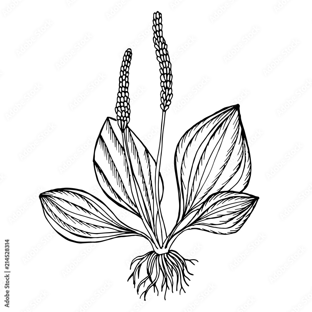 plantain useful plant black outline on a white background Stock Vector ...