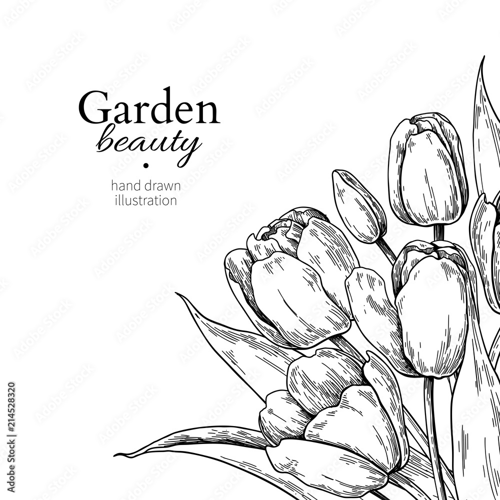Tulip flower and leaves drawing border. Vector hand drawn engraved ...