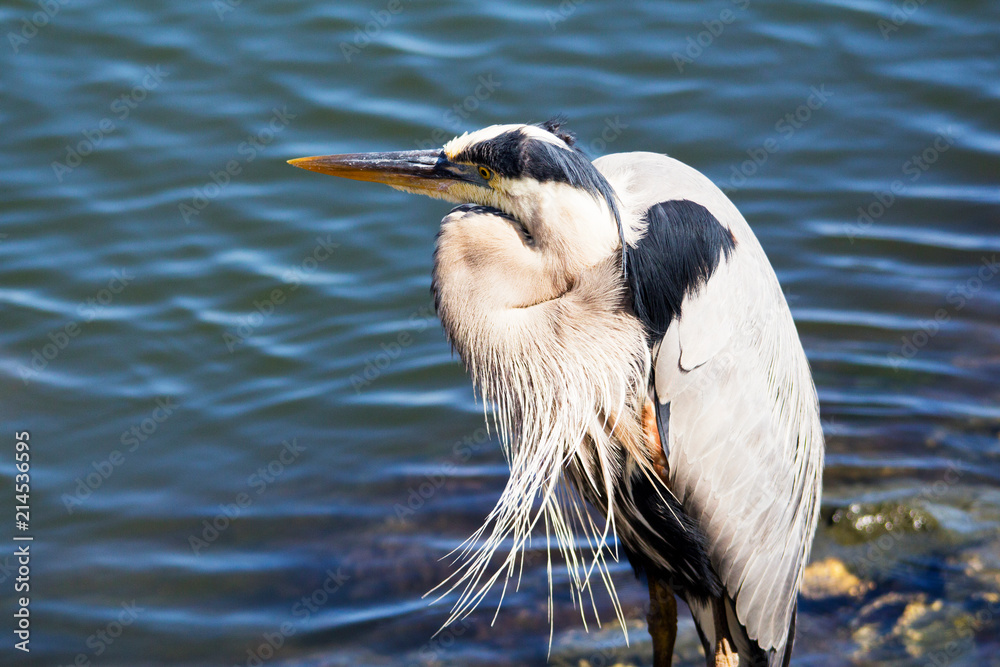 Close up of Great Blue Herron resting on the rocks next to a water body ...