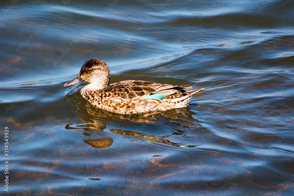 Blue Wing Teal Sound | atelier-yuwa.ciao.jp