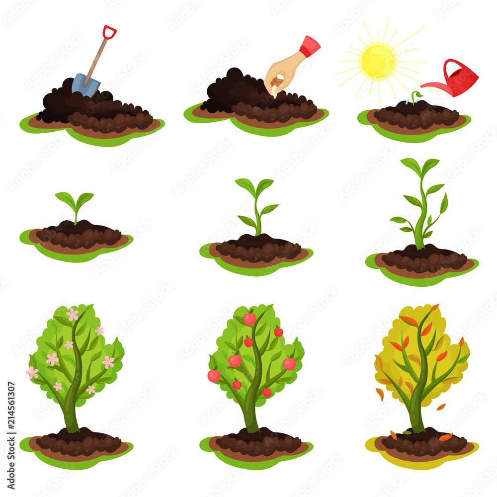 Flat vector illustration showing plant growing stages. Process from ...